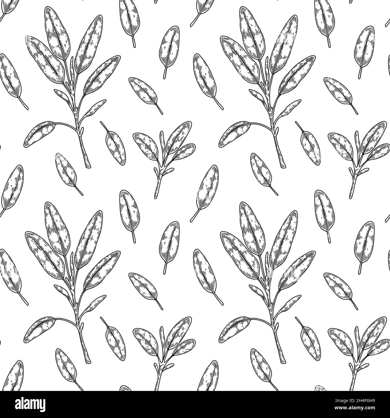 Hand drawn sage seamless pattern. Vector illustration in sketch style ...