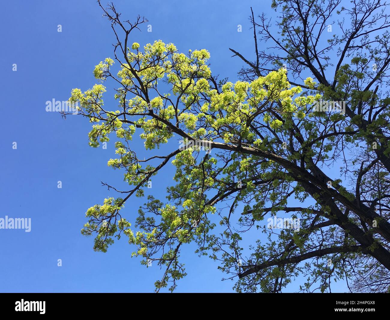 Baltimore maryland garden hi-res stock photography and images - Alamy