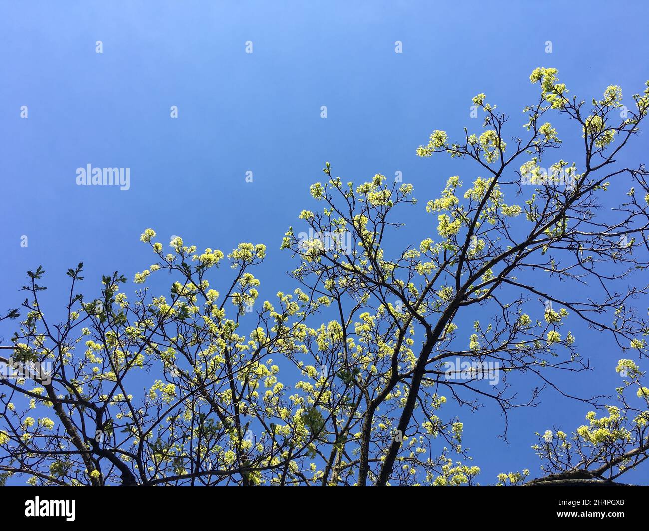 Baltimore maryland garden hi-res stock photography and images - Alamy