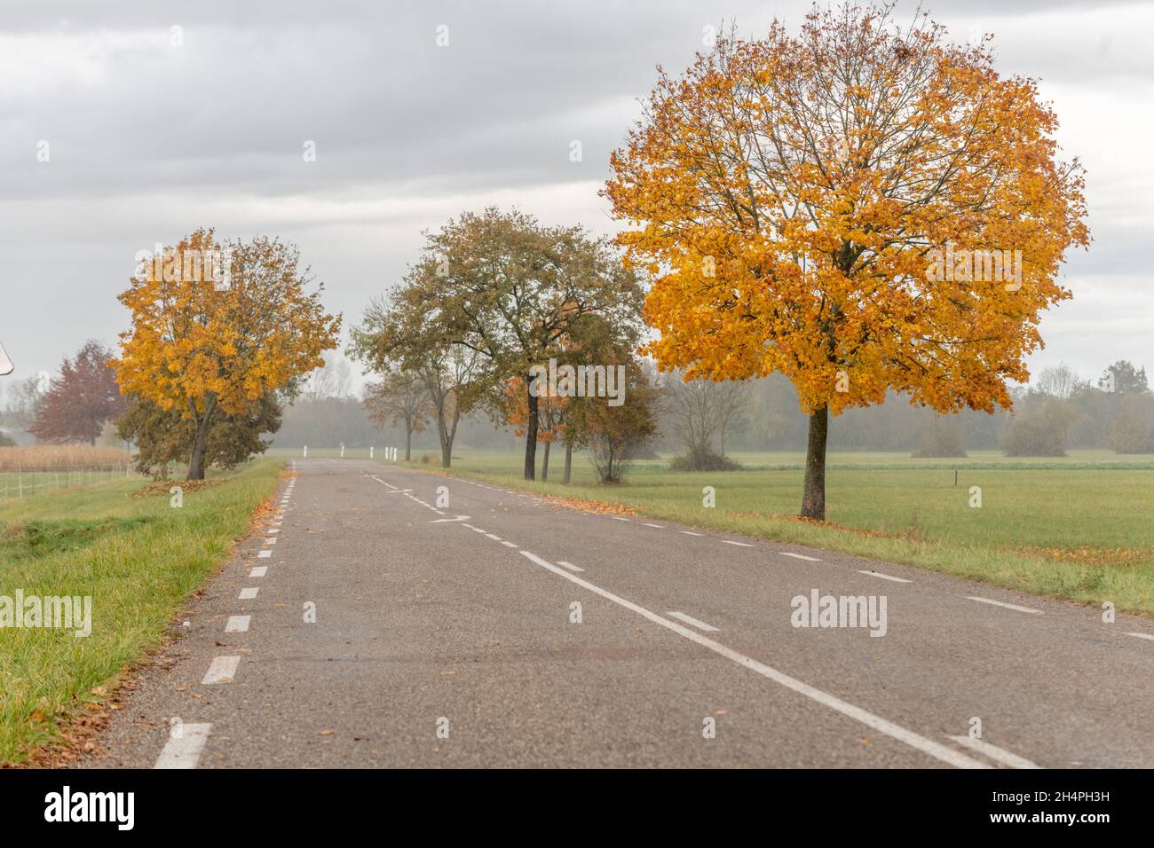 Country road lined with trees in autumn Stock Photo - Alamy