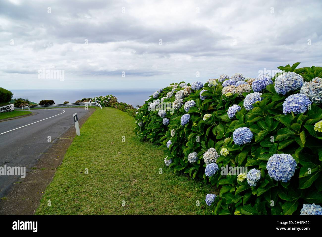 huge colorful hydrangea flowers on the azores islands Stock Photo - Alamy