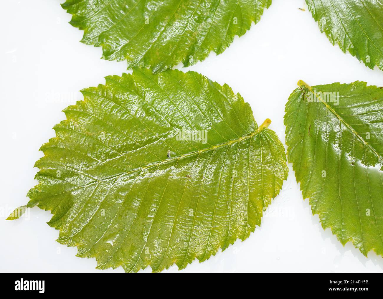 Green beech leaves on a white background, highlighted from underneath ...