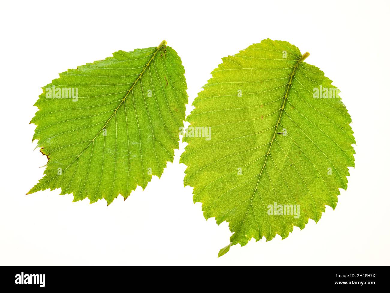 Green beech leaves on a white background, highlighted from underneath ...