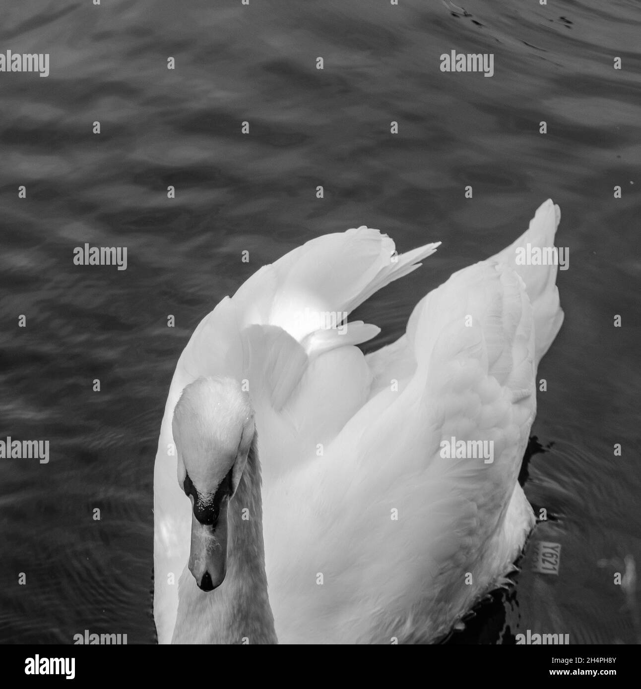 Grayscale shot of a swan floating in the lake Stock Photo - Alamy