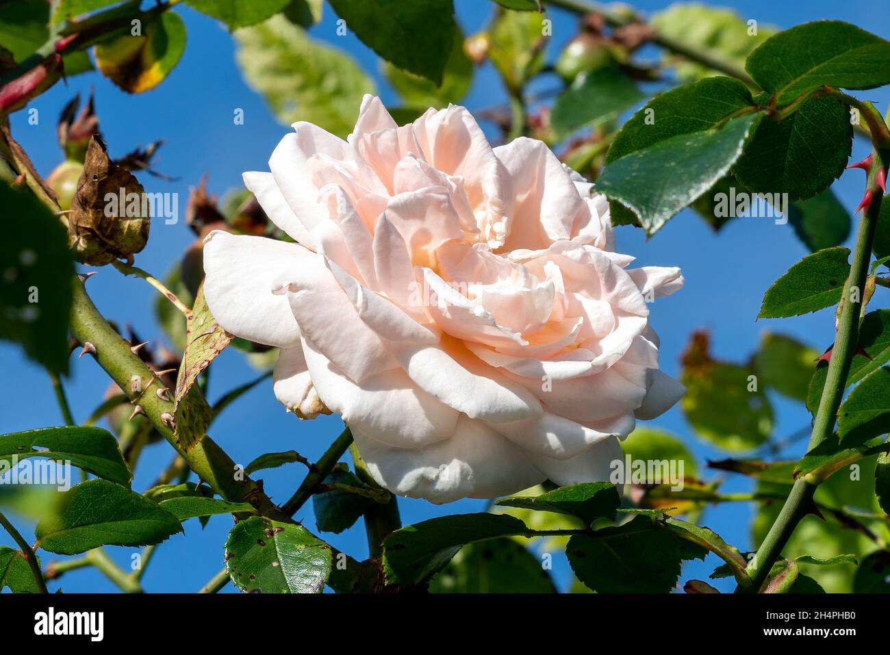 Rose (rosa) Penny Lane 'Hardwell' a summer flowering climbing plant ...