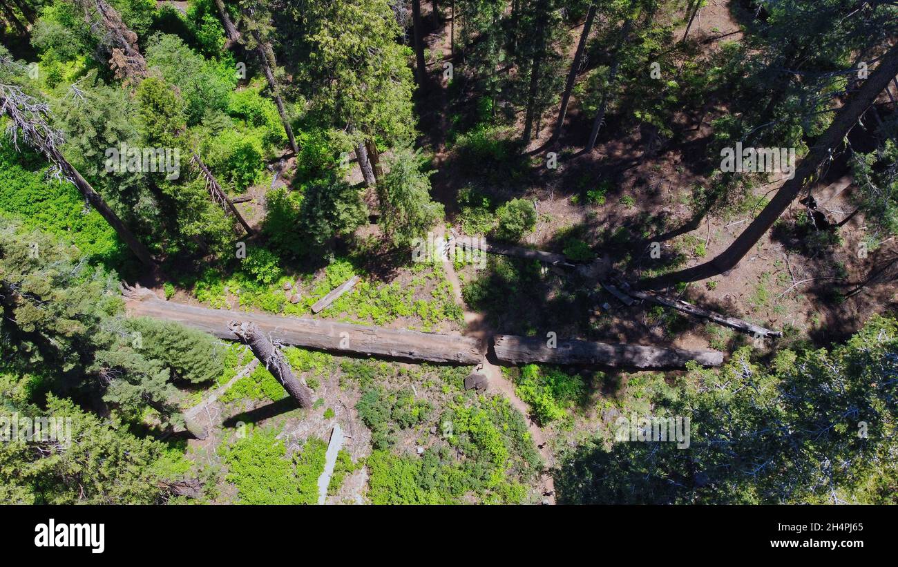 Top view of a fallen sequoia tree in the forest, Northern California ...