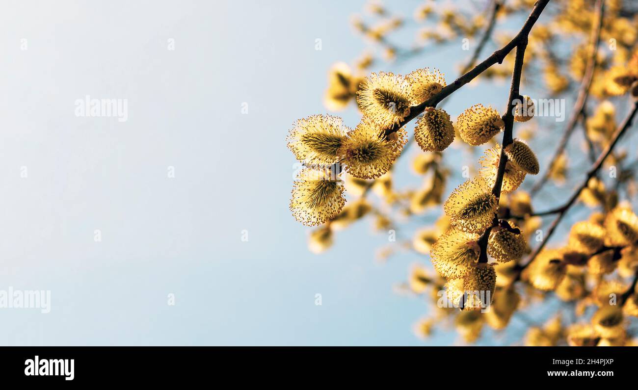 Blooming branch of pussy willow in early spring against the blue sky ...