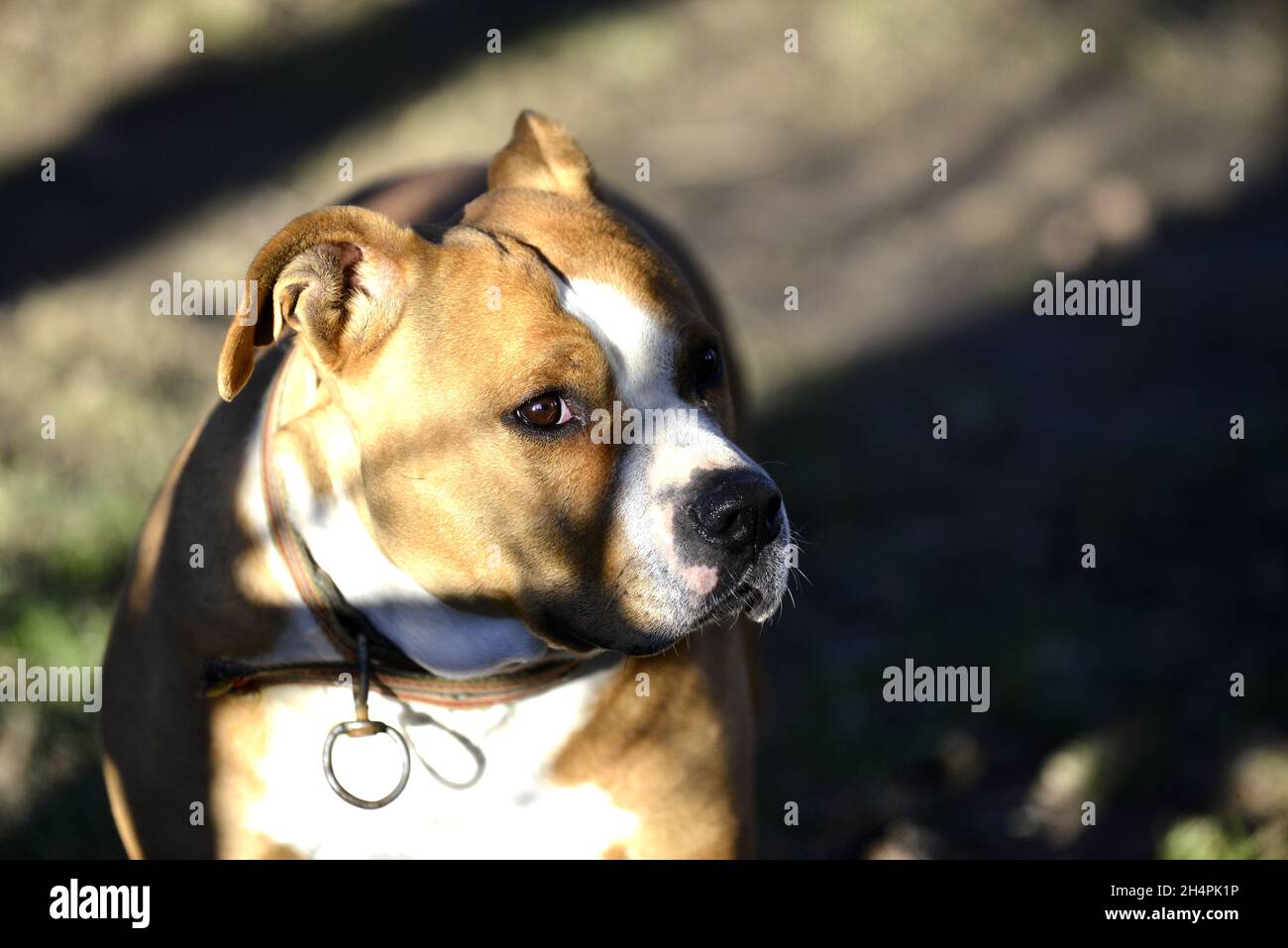 Portrait amstaff hi-res stock photography and images - Alamy