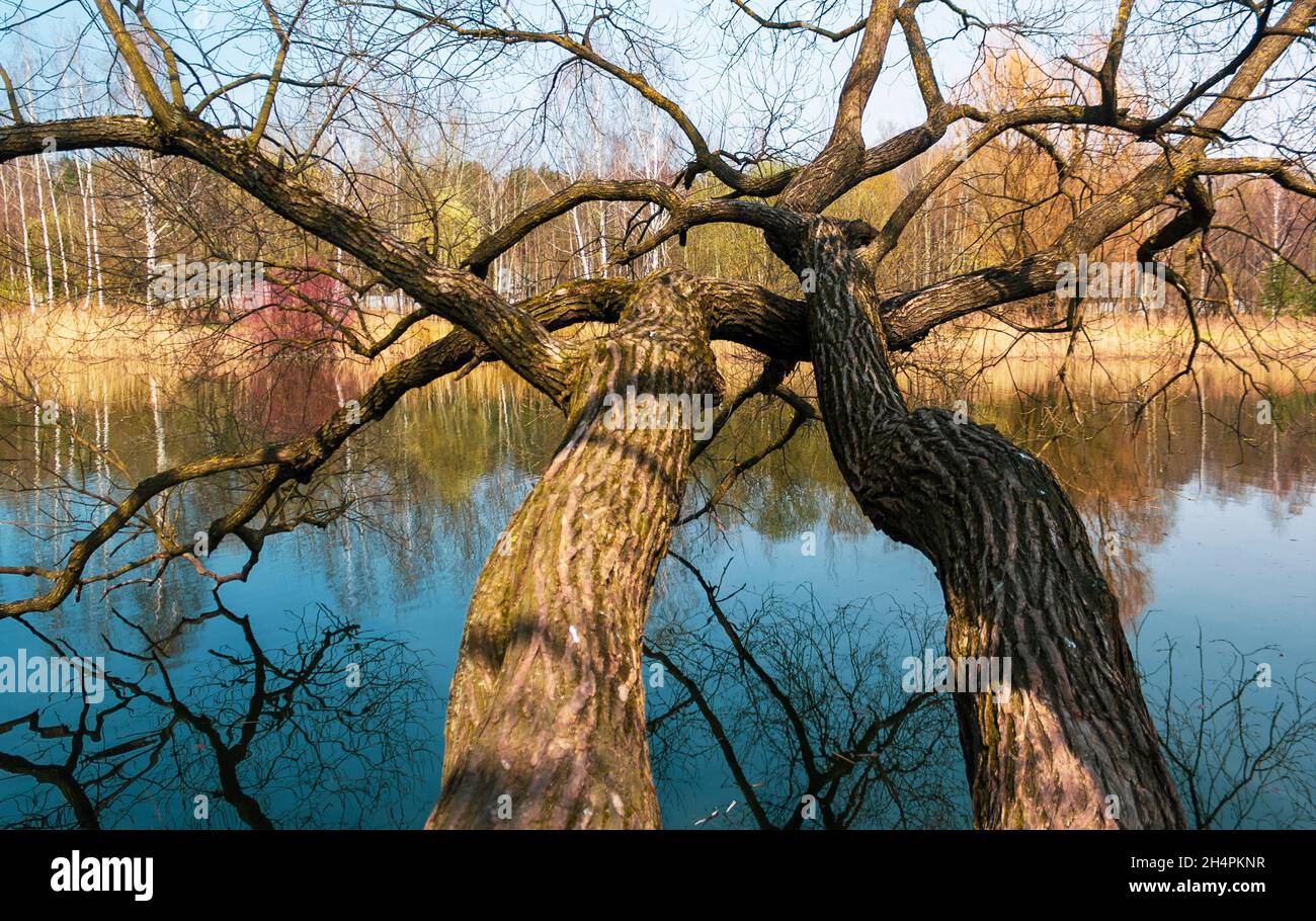 Trees without foliage hi-res stock photography and images - Alamy