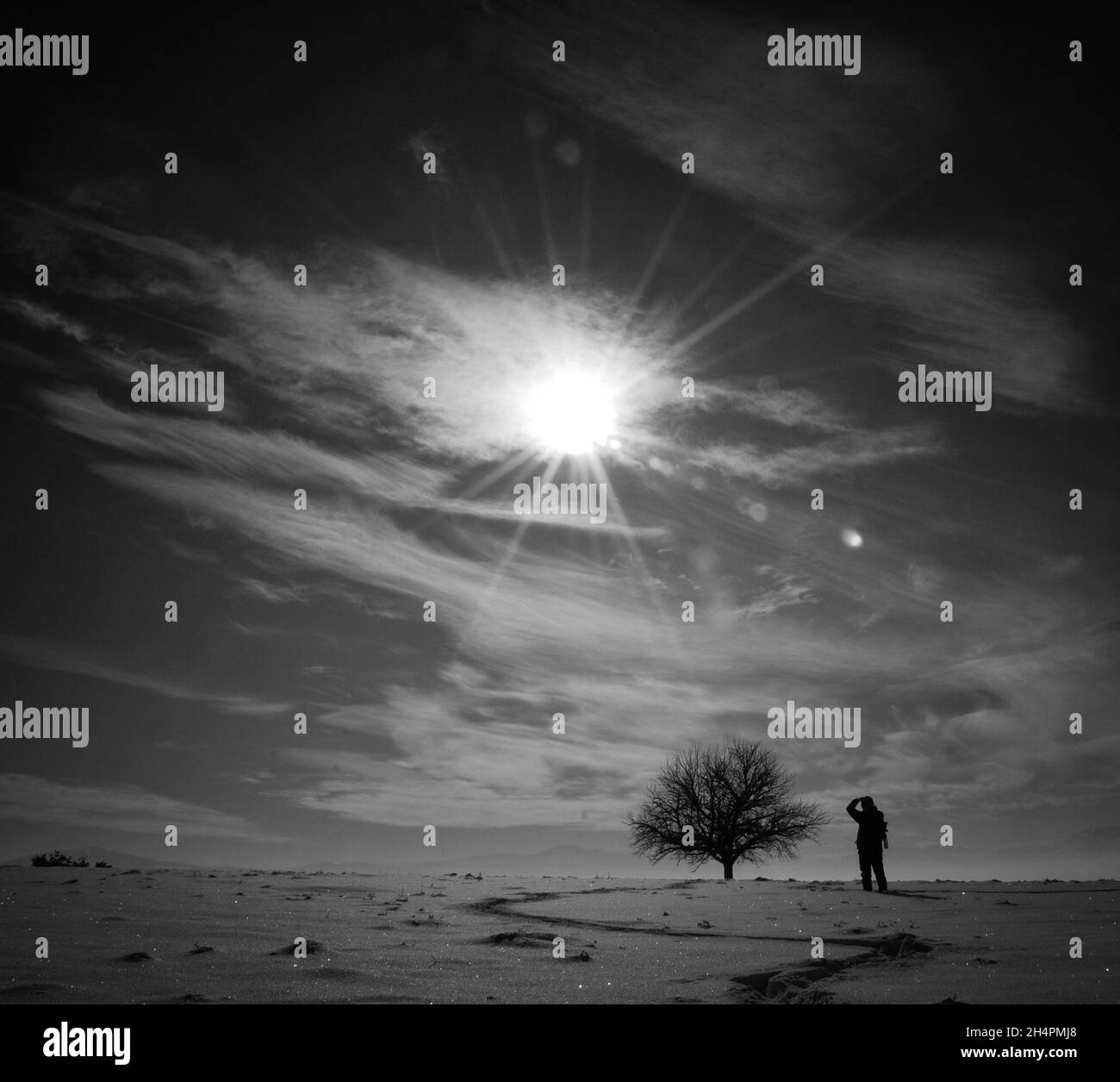 landscape, sunrise, winter, snow, sun, cold, trees, man in the snow ...