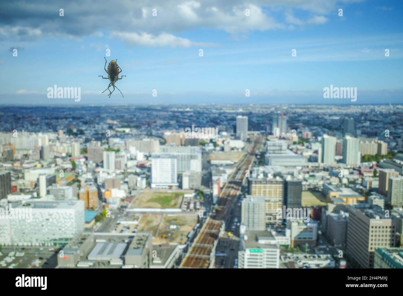 The bug invasion on the JR SAPPORO Tower Stock Photo - Alamy