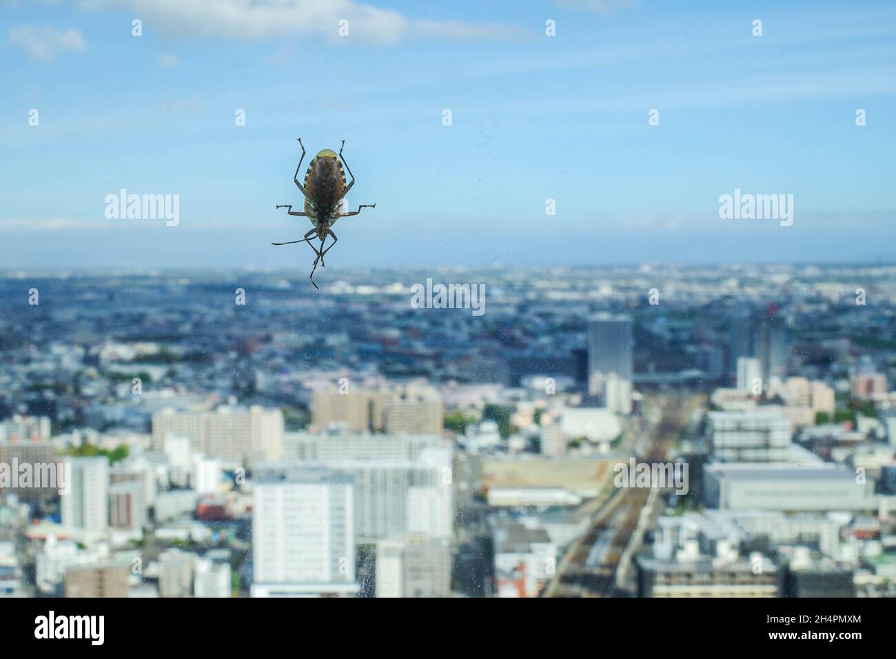 The bug invasion on the JR SAPPORO Tower Stock Photo - Alamy