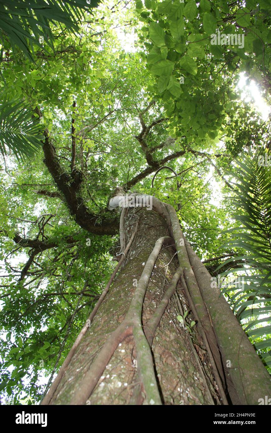 Low angle shot of a huge tree in a forest in Bonito, Brazil Stock Photo ...