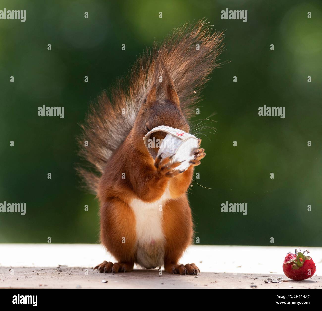 Squirrel eating strawberry hi-res stock photography and images - Alamy