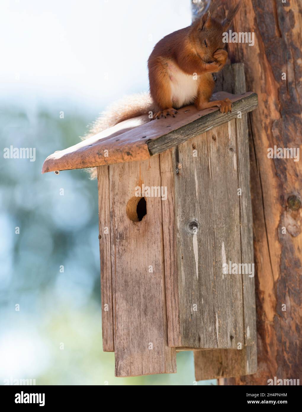 Lonely birdhouse hi-res stock photography and images - Alamy