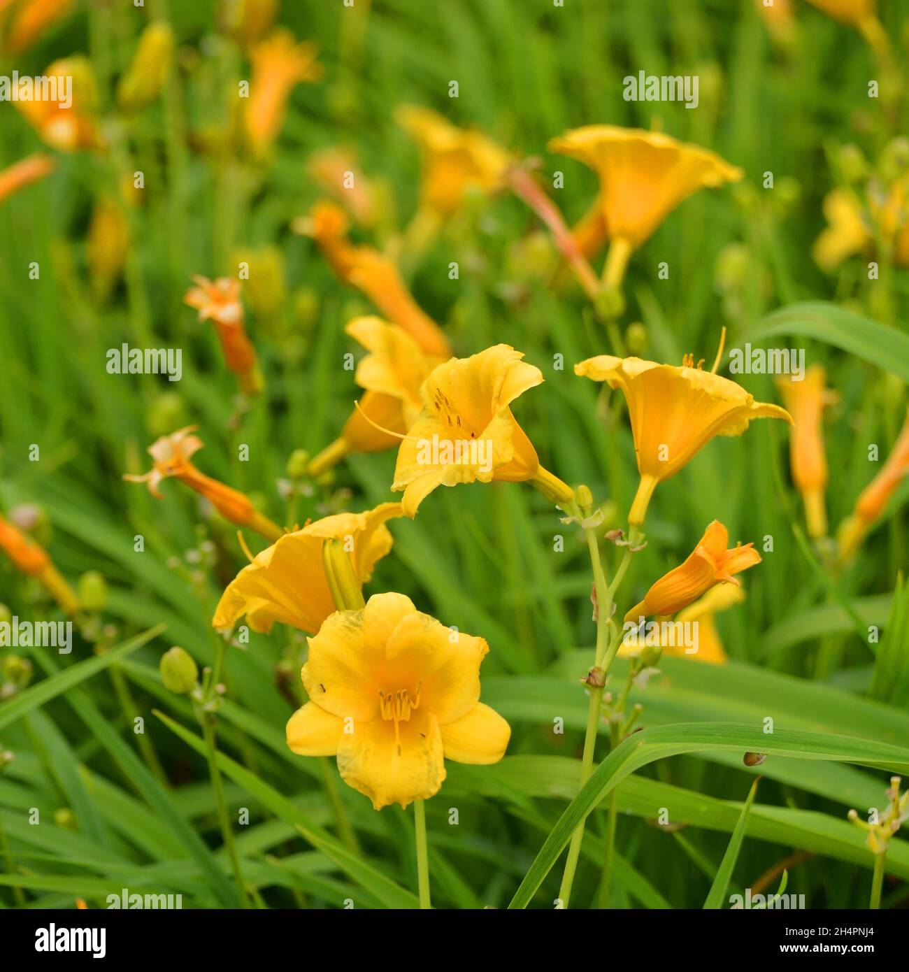 Sunrise insects hi-res stock photography and images - Alamy