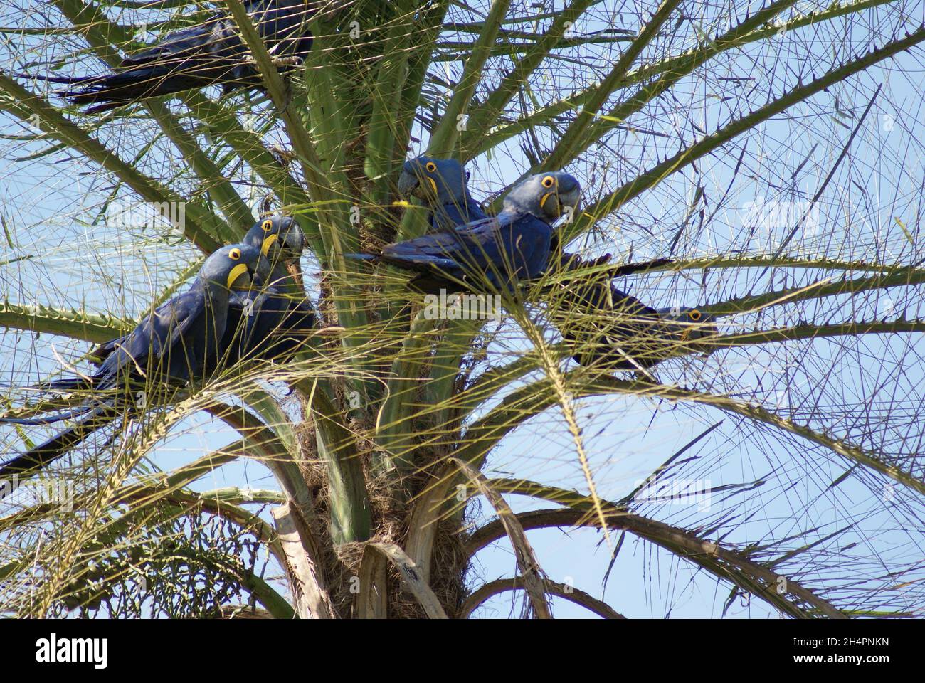Low angle shot of parrots on a tree during the day in Brazil Stock ...