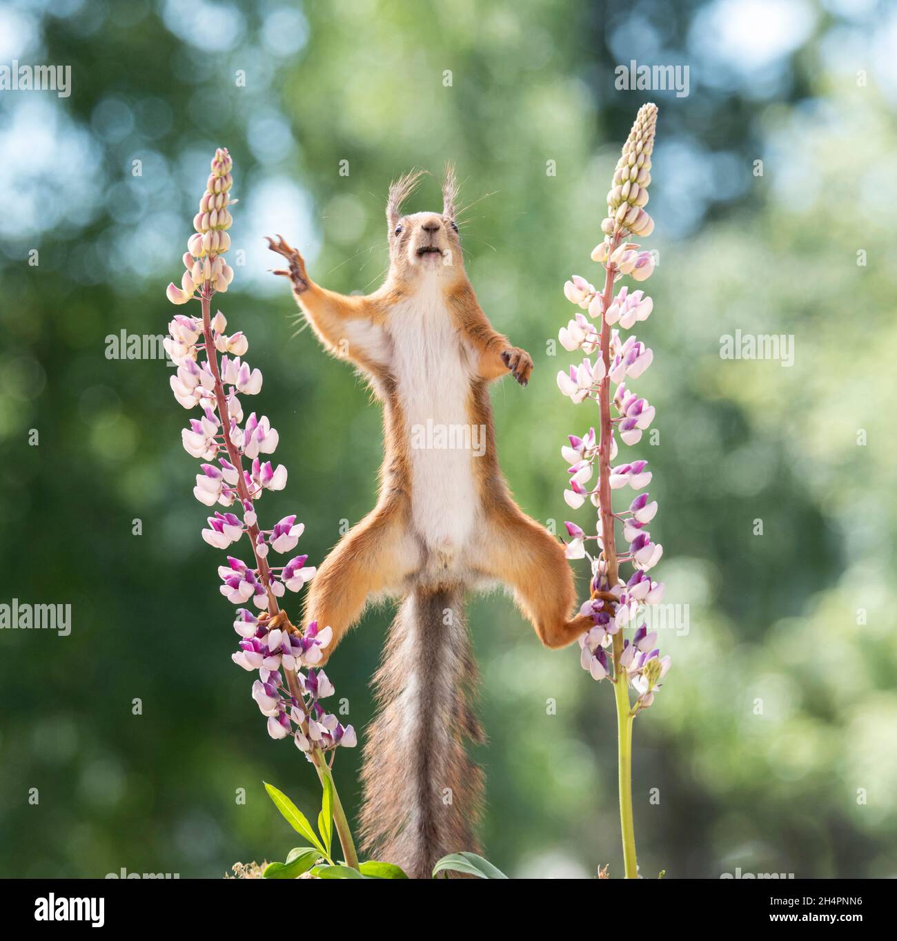Red squirrel is standing between flowers hi-res stock photography and ...