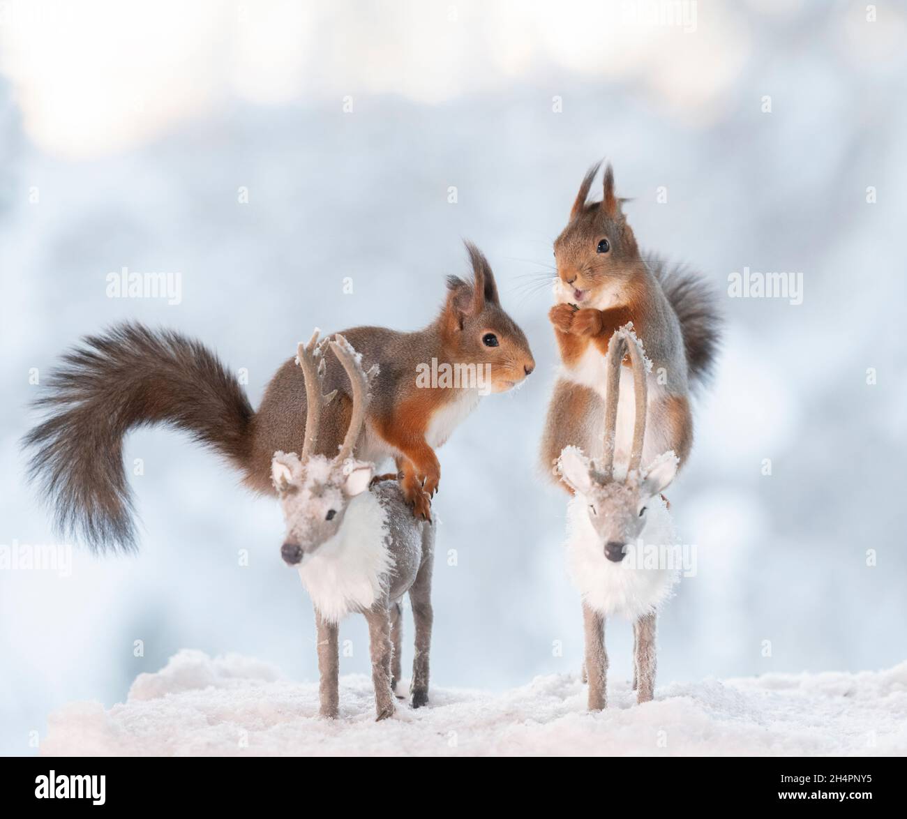 Red squirrels sciurus vulgaris two hi-res stock photography and images ...