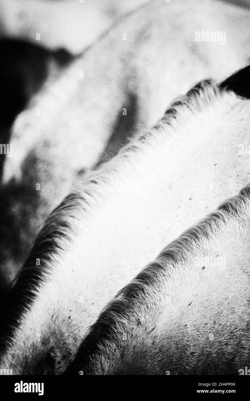 Lipizzaner, horse, white horse, outside, outdoor, animal, breed ...