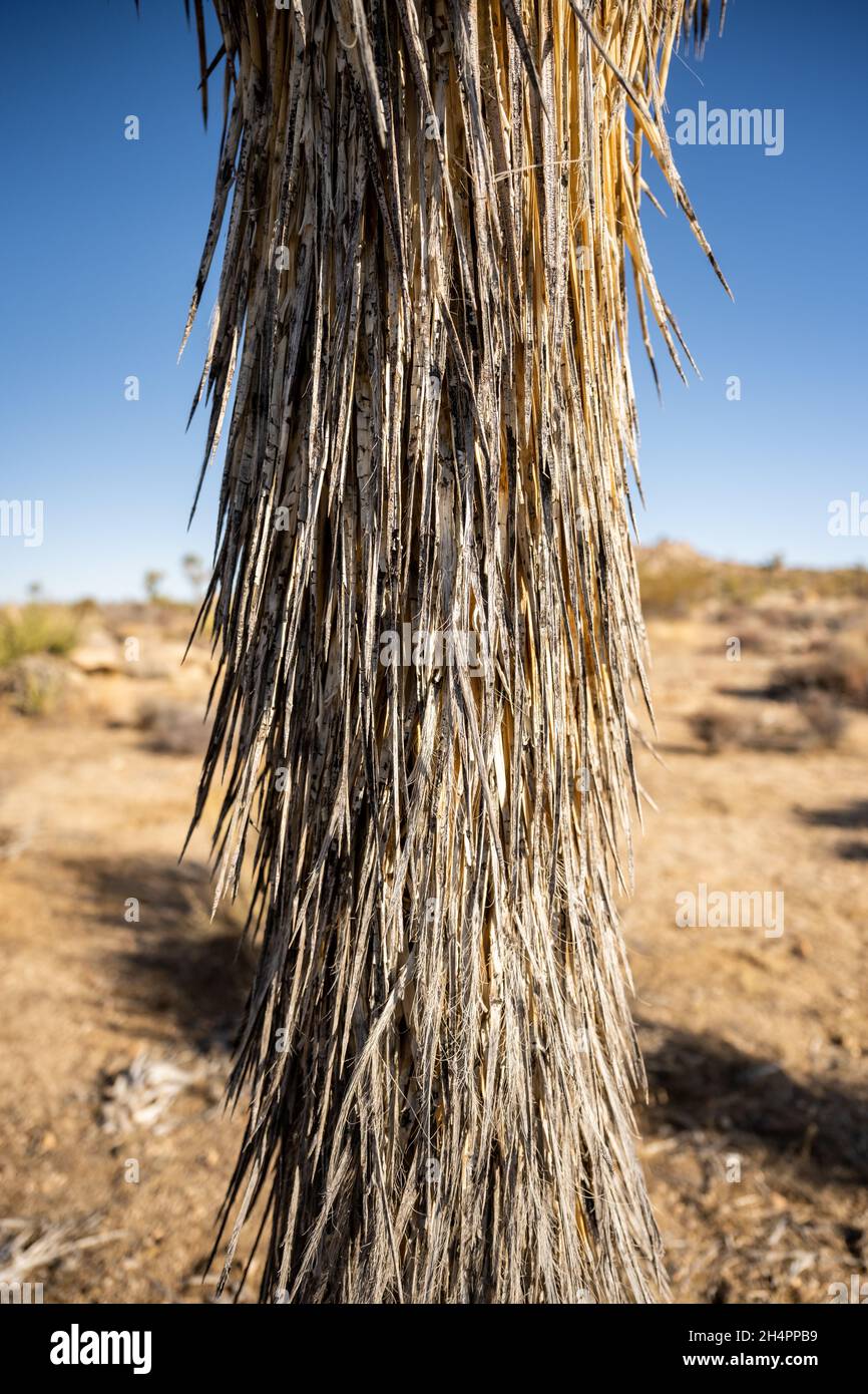 Dried Leaves Of A Joshua Tree Make Up The Trunk Texture Stock Photo - Alamy