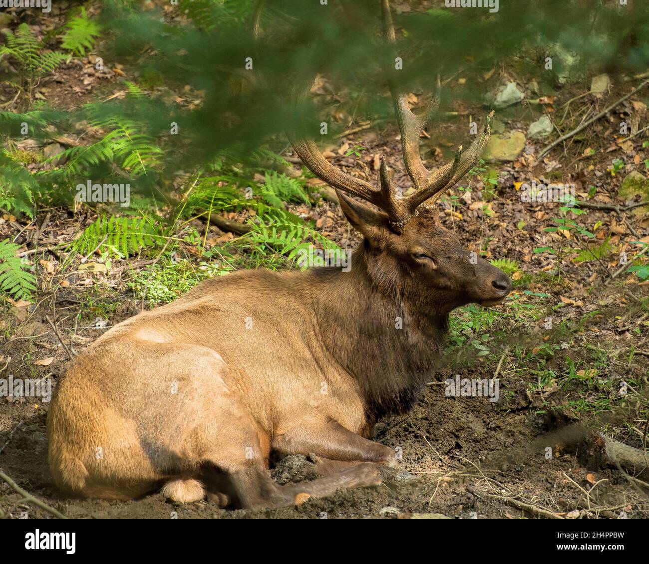 High angle shot of an elk lying in a mudhole Stock Photo - Alamy