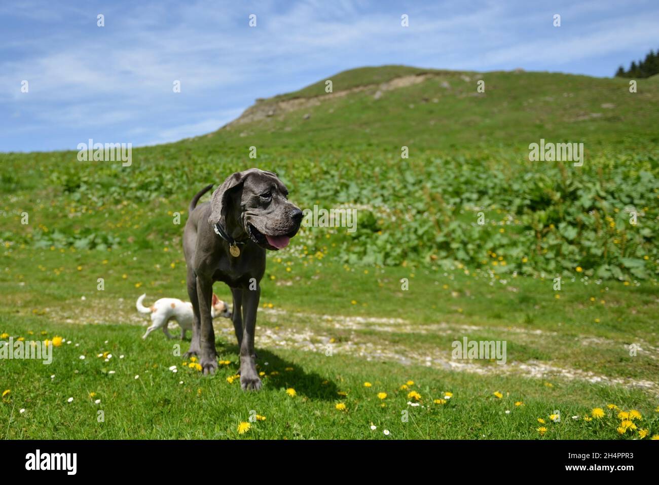 great dane dog, dog, pedigree, breed, animal, beautiful, nice, cute ...