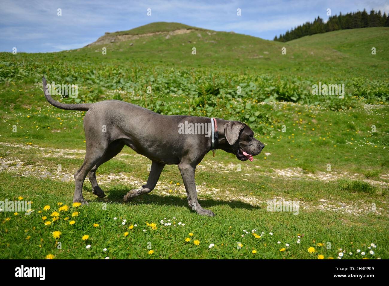 great dane dog, dog, pedigree, breed, animal, beautiful, nice, cute ...
