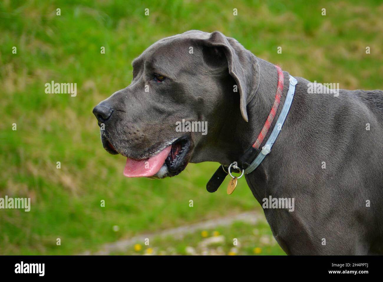 great dane dog, dog, pedigree, breed, animal, beautiful, nice, cute ...