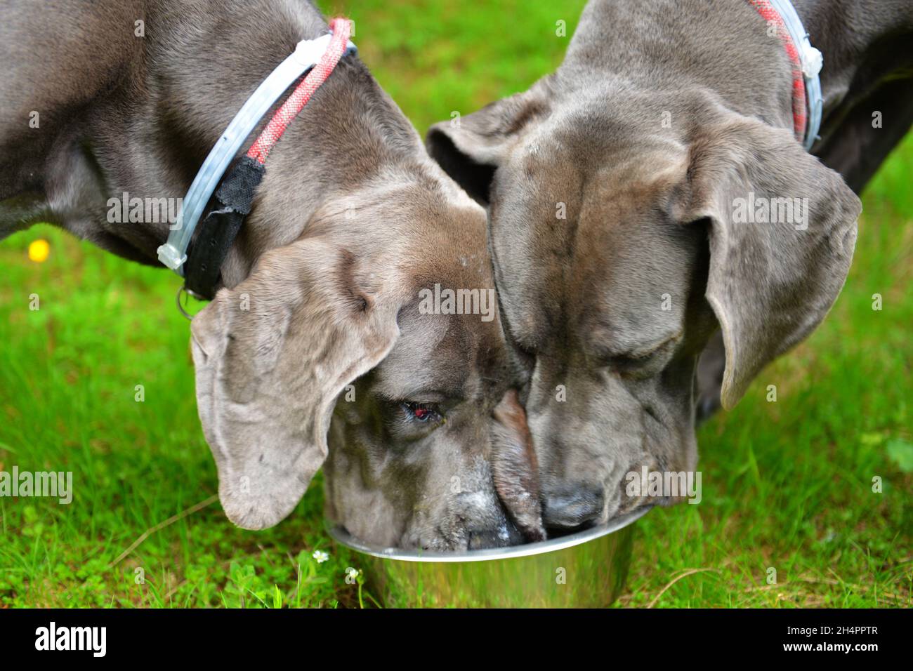 great dane dog, dog, pedigree, breed, animal, beautiful, nice, cute ...