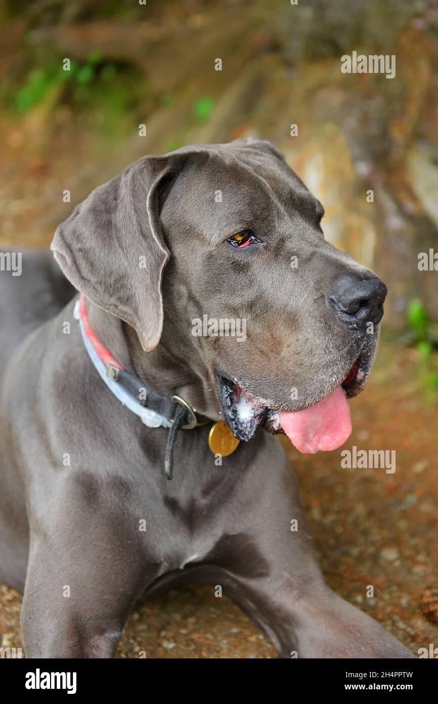 great dane dog, dog, pedigree, breed, animal, beautiful, nice, cute ...