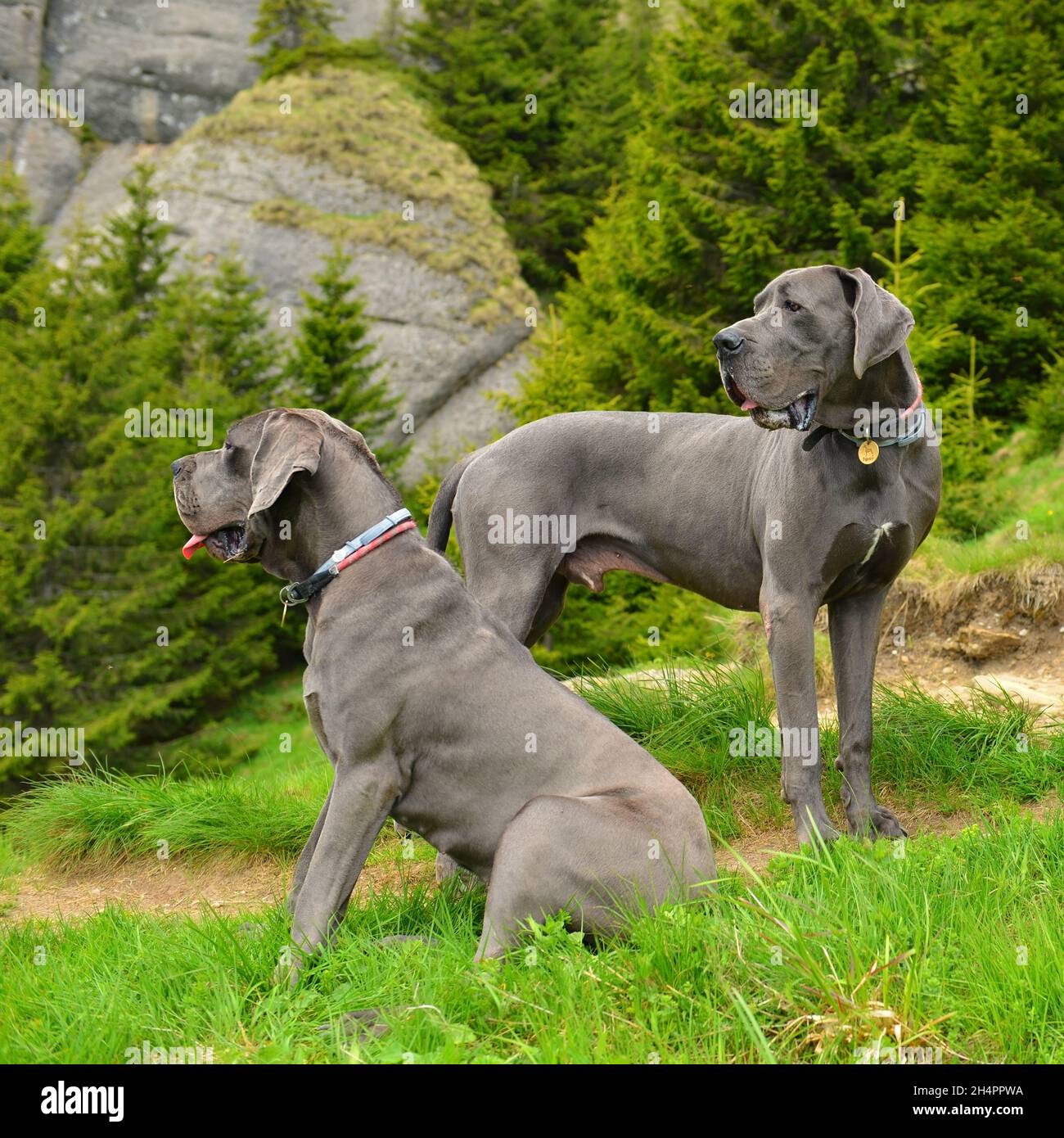 great dane dog, dog, pedigree, breed, animal, beautiful, nice, cute ...