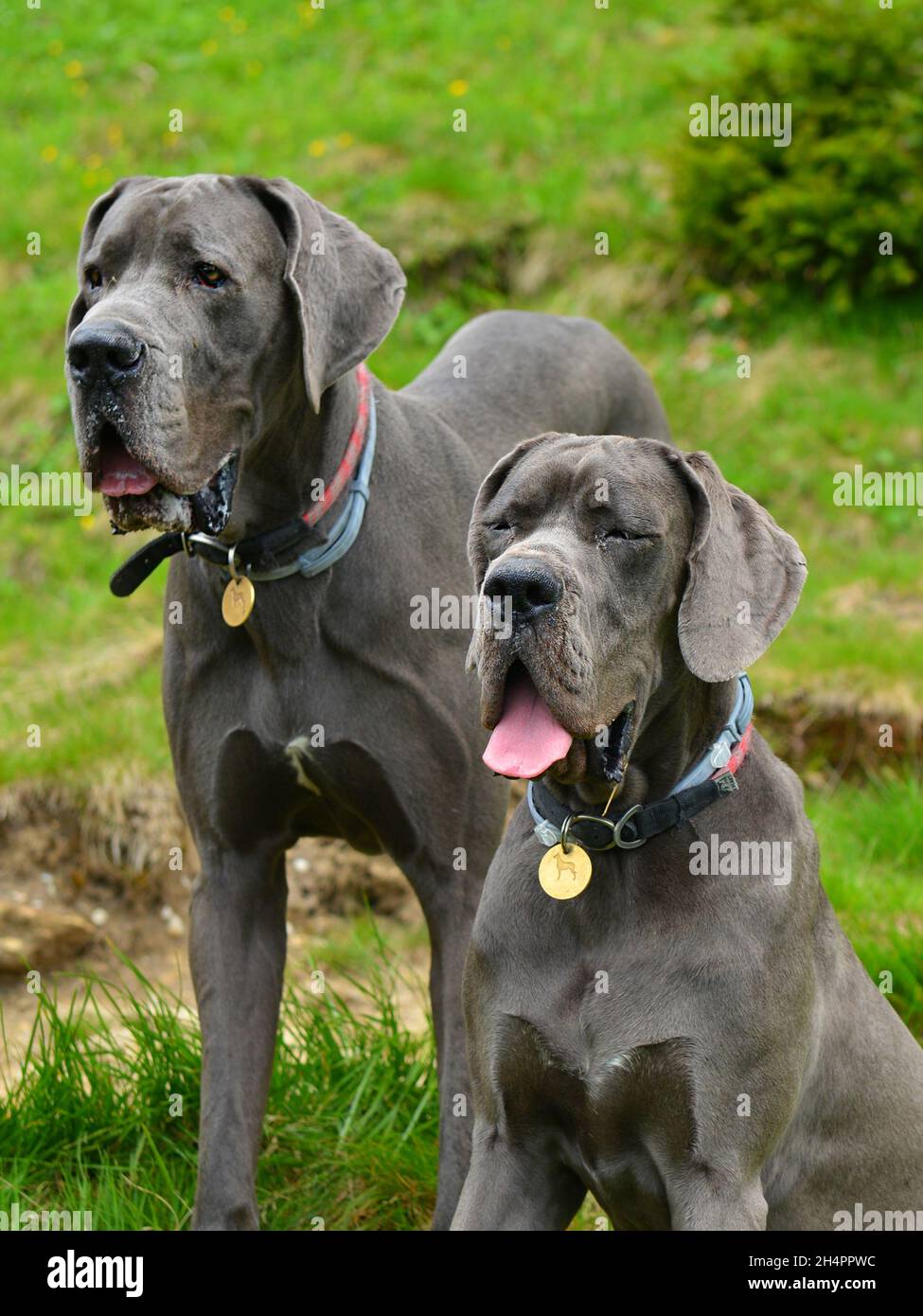 great dane dog, dog, pedigree, breed, animal, beautiful, nice, cute ...
