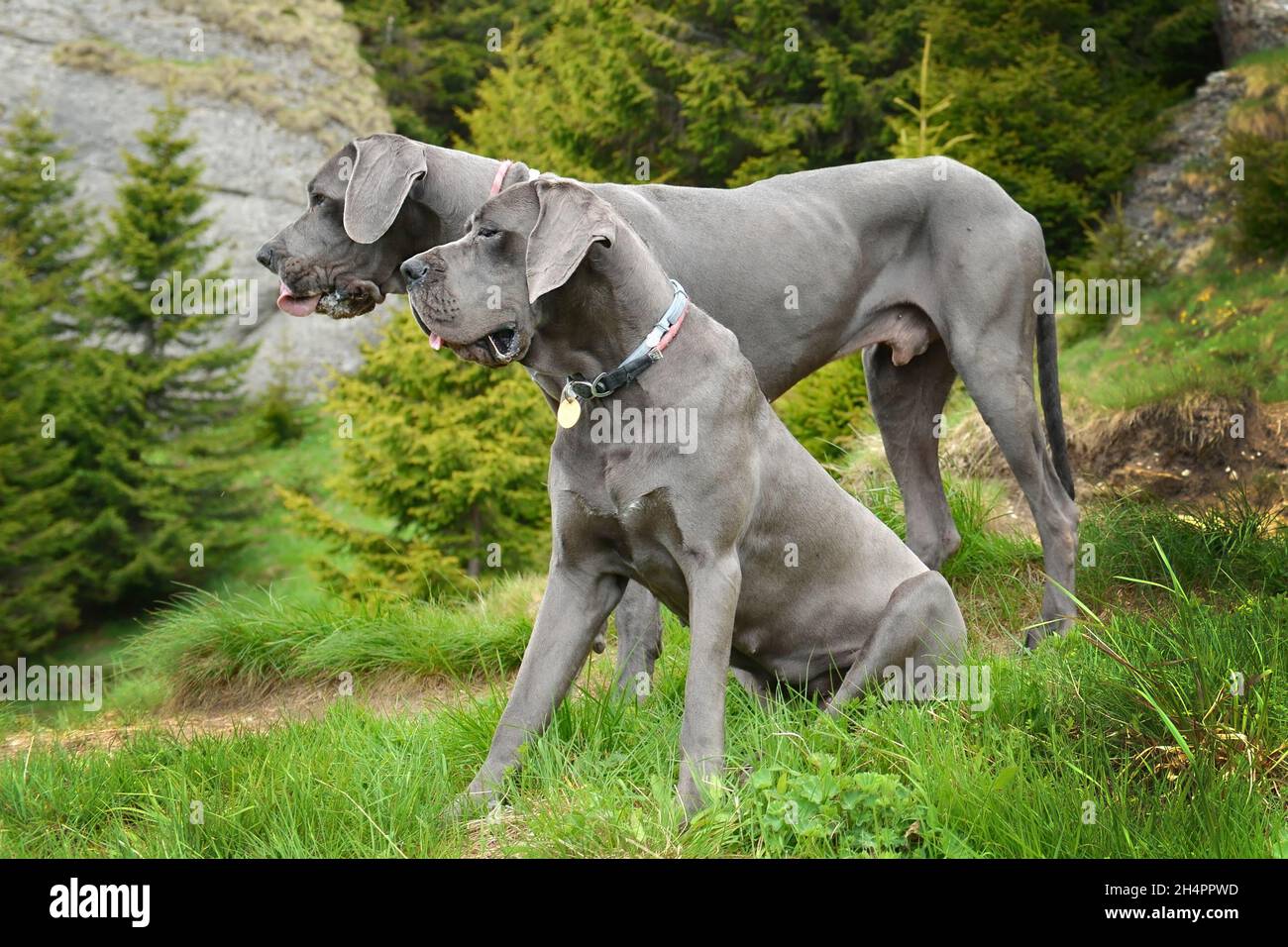 great dane dog, dog, pedigree, breed, animal, beautiful, nice, cute ...