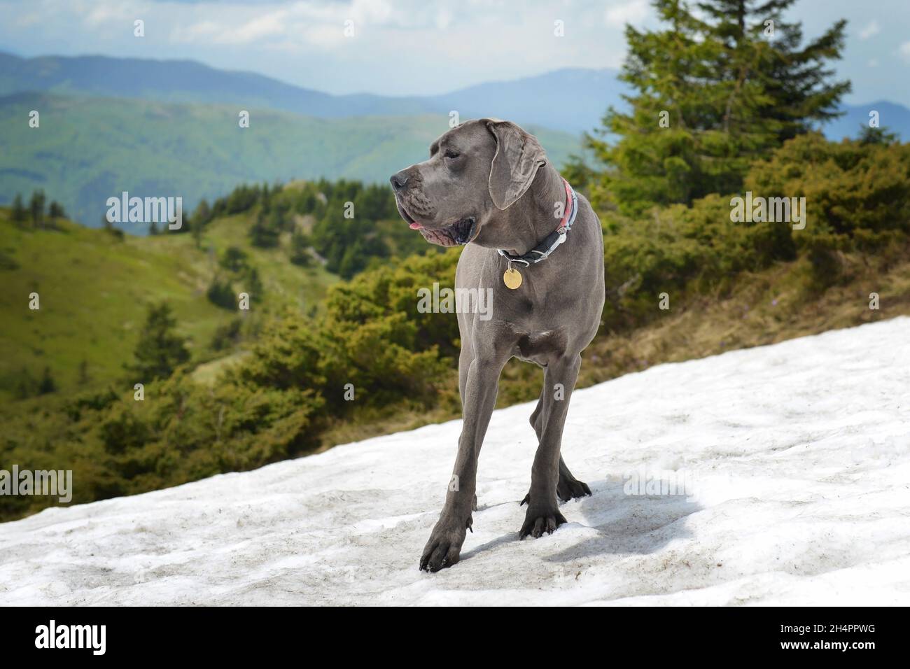 great dane dog, dog, pedigree, breed, animal, beautiful, nice, cute ...