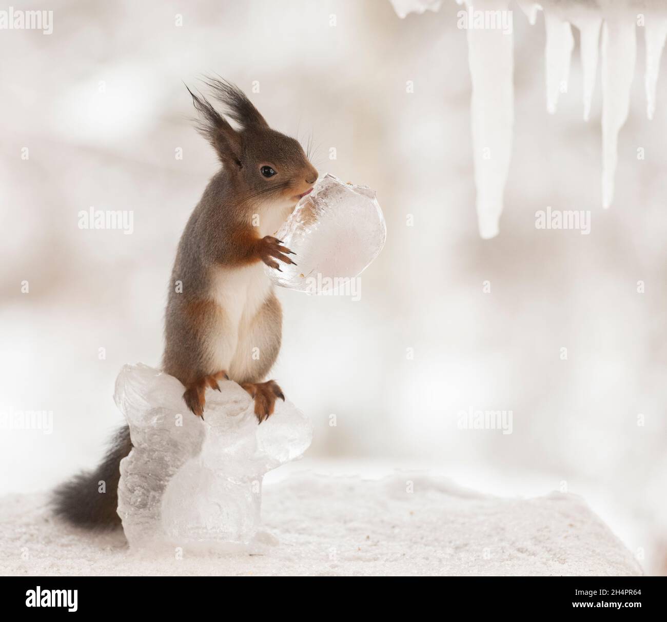 Red squirrel standing and holding a acorn hi-res stock photography and ...