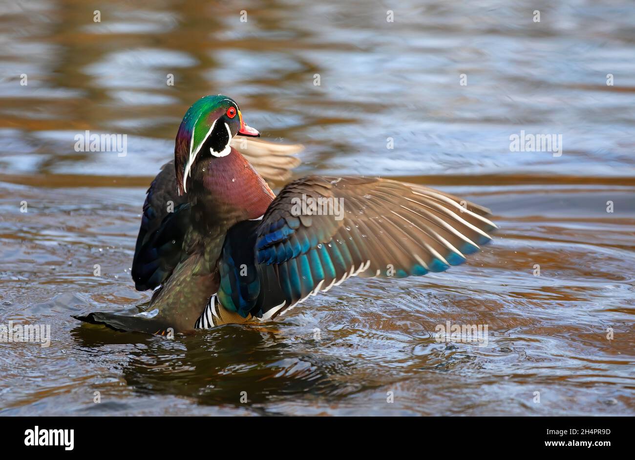 Wood duck male Aix sponsa with colourful wings swimming and flapping ...