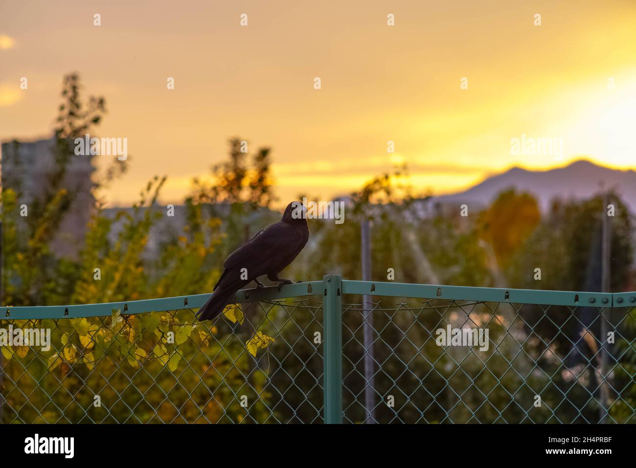 Crow and sunset view Stock Photo - Alamy