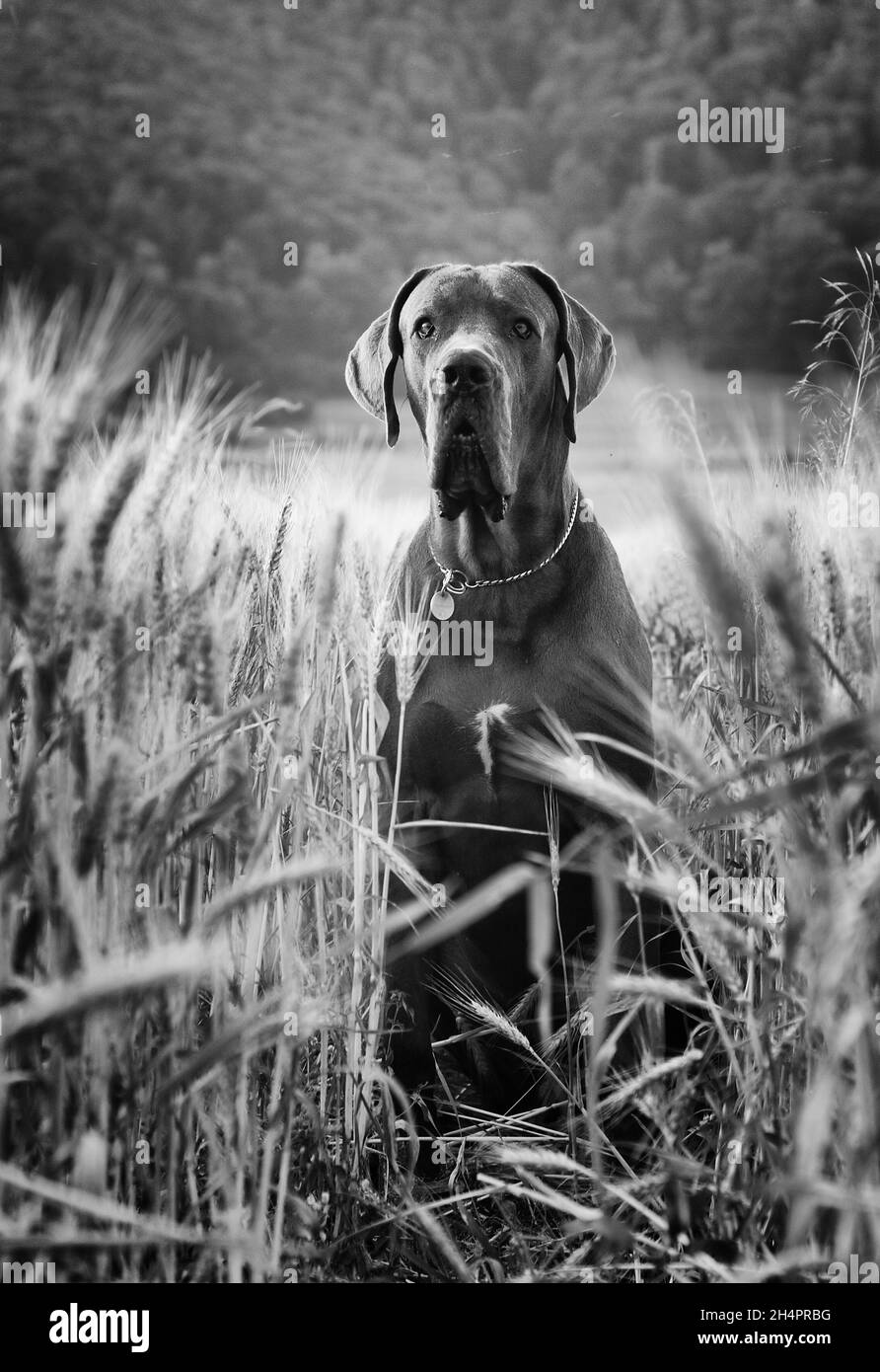 Food posing Black and White Stock Photos & Images - Alamy