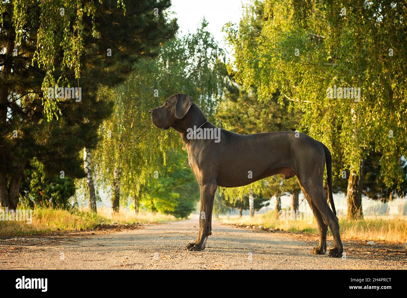 great dane dog, dog, pedigree, breed, animal, beautiful, nice, cute ...
