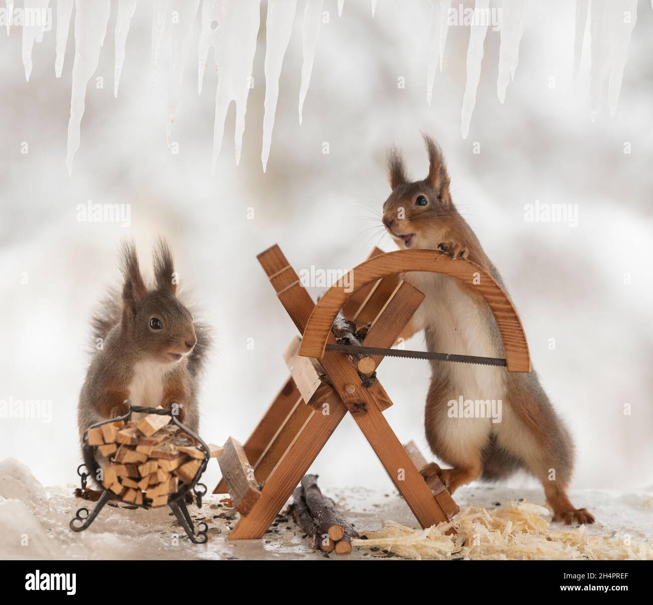 Squirrels Shape High Resolution Stock Photography and Images - Alamy