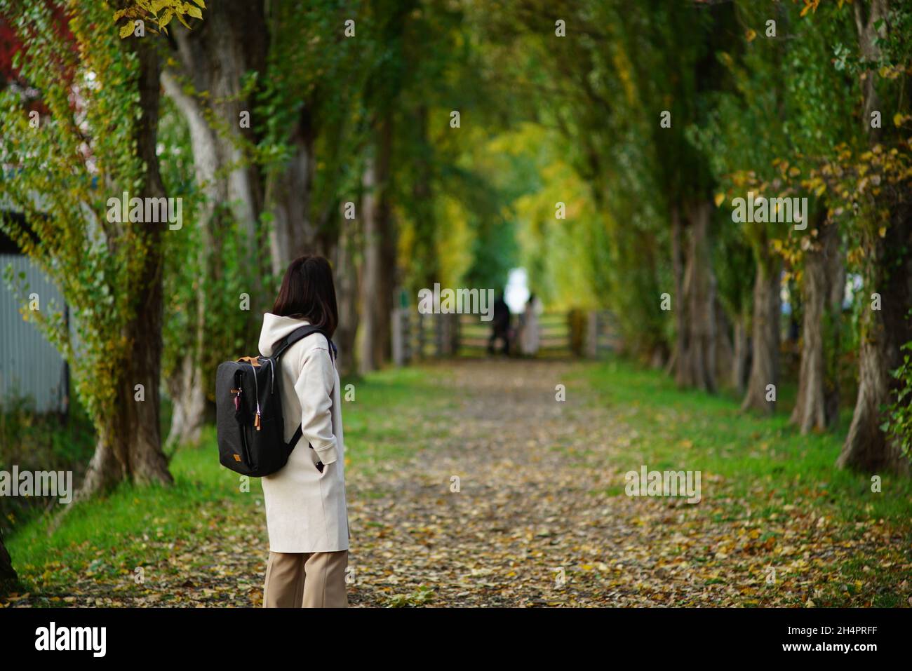 Japanese poplar tree hi-res stock photography and images - Alamy