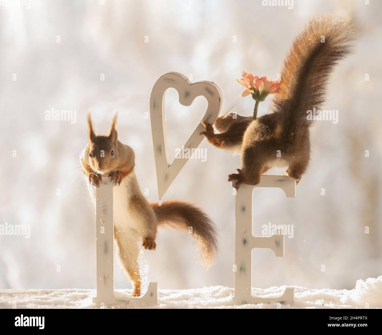 Red squirrels are holding an red heart hi-res stock photography and ...