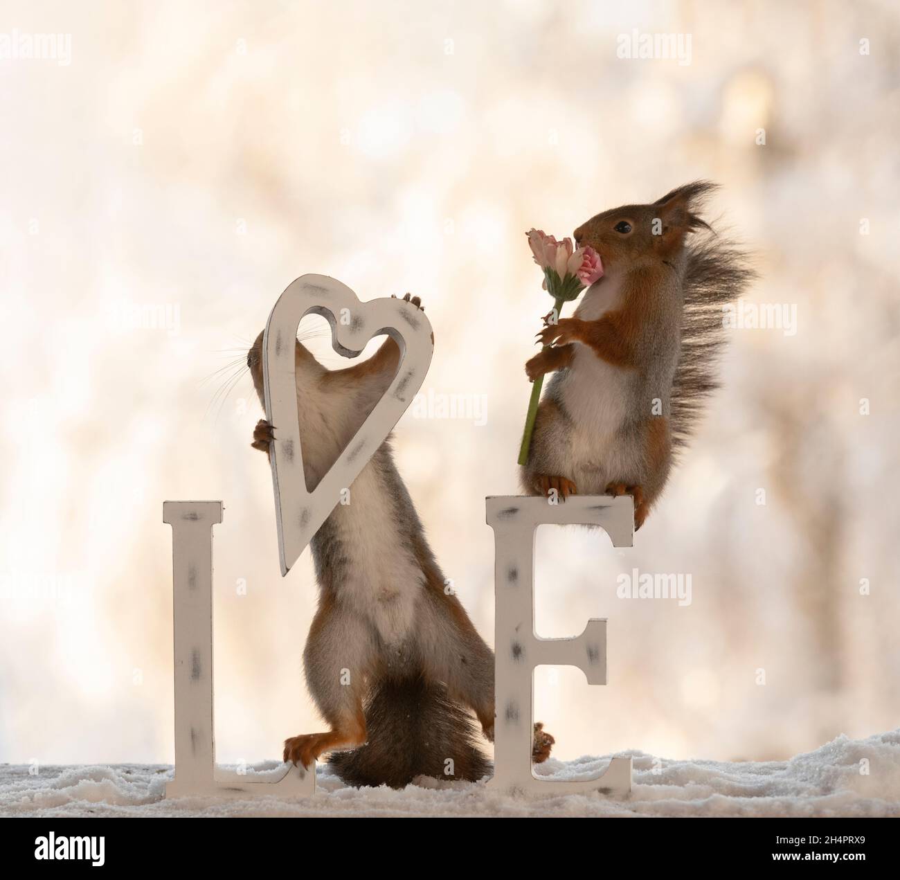 Red squirrels are holding an red heart hi-res stock photography and ...