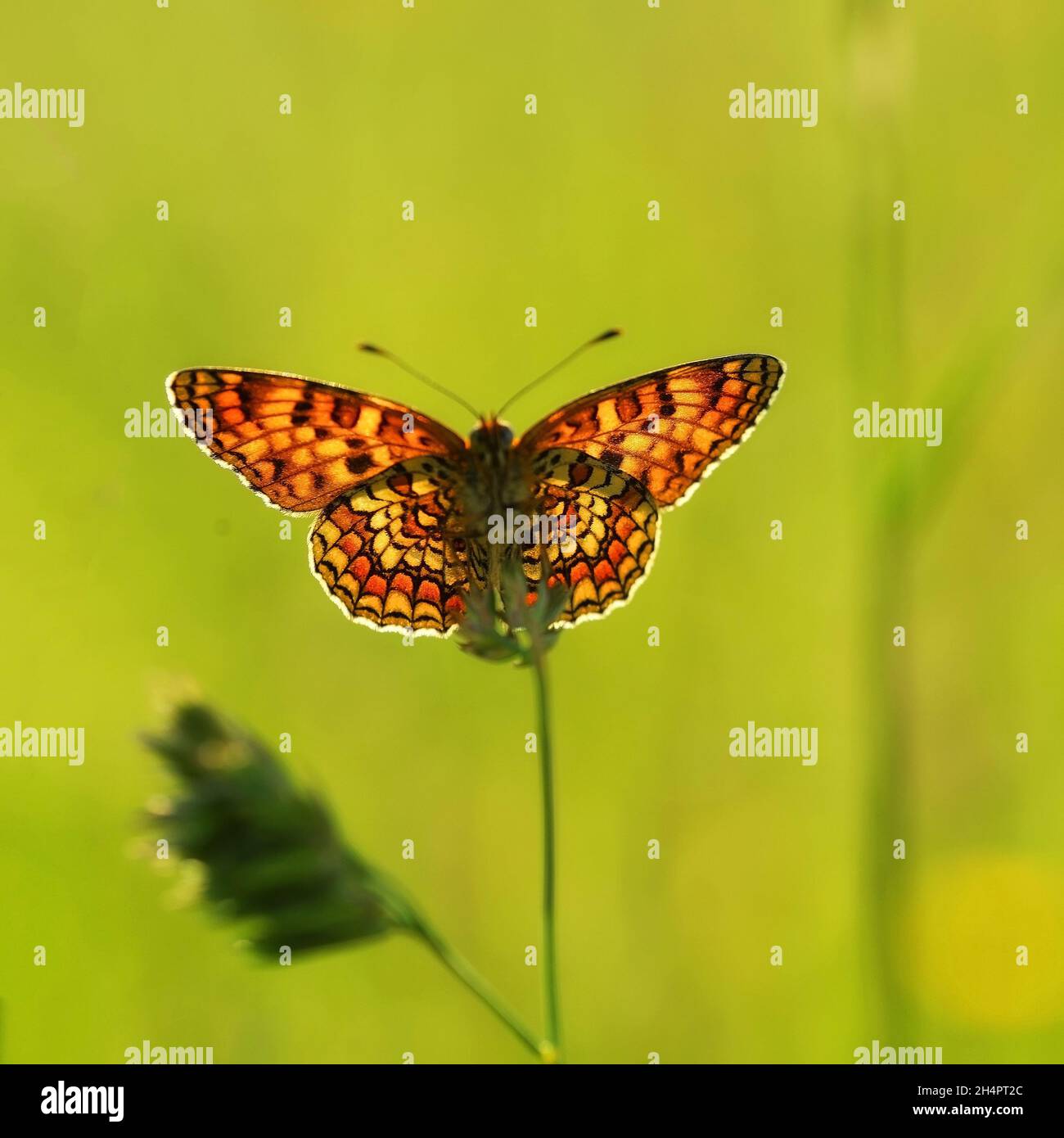 Insectar hi-res stock photography and images - Alamy