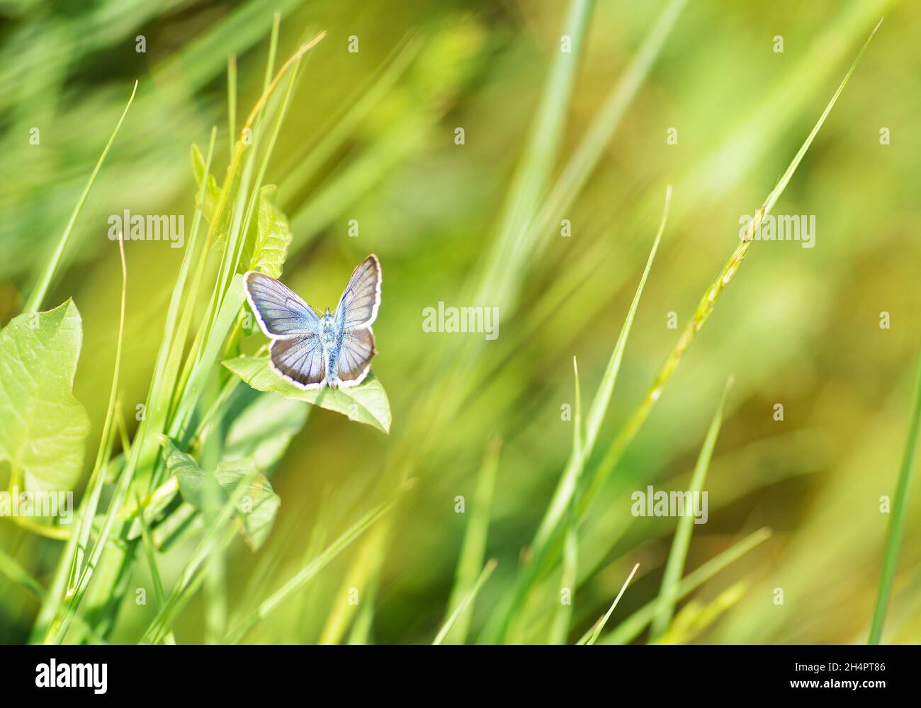 butterfly, bug, summer, spring, floral, flowers, natural, field, meadow ...