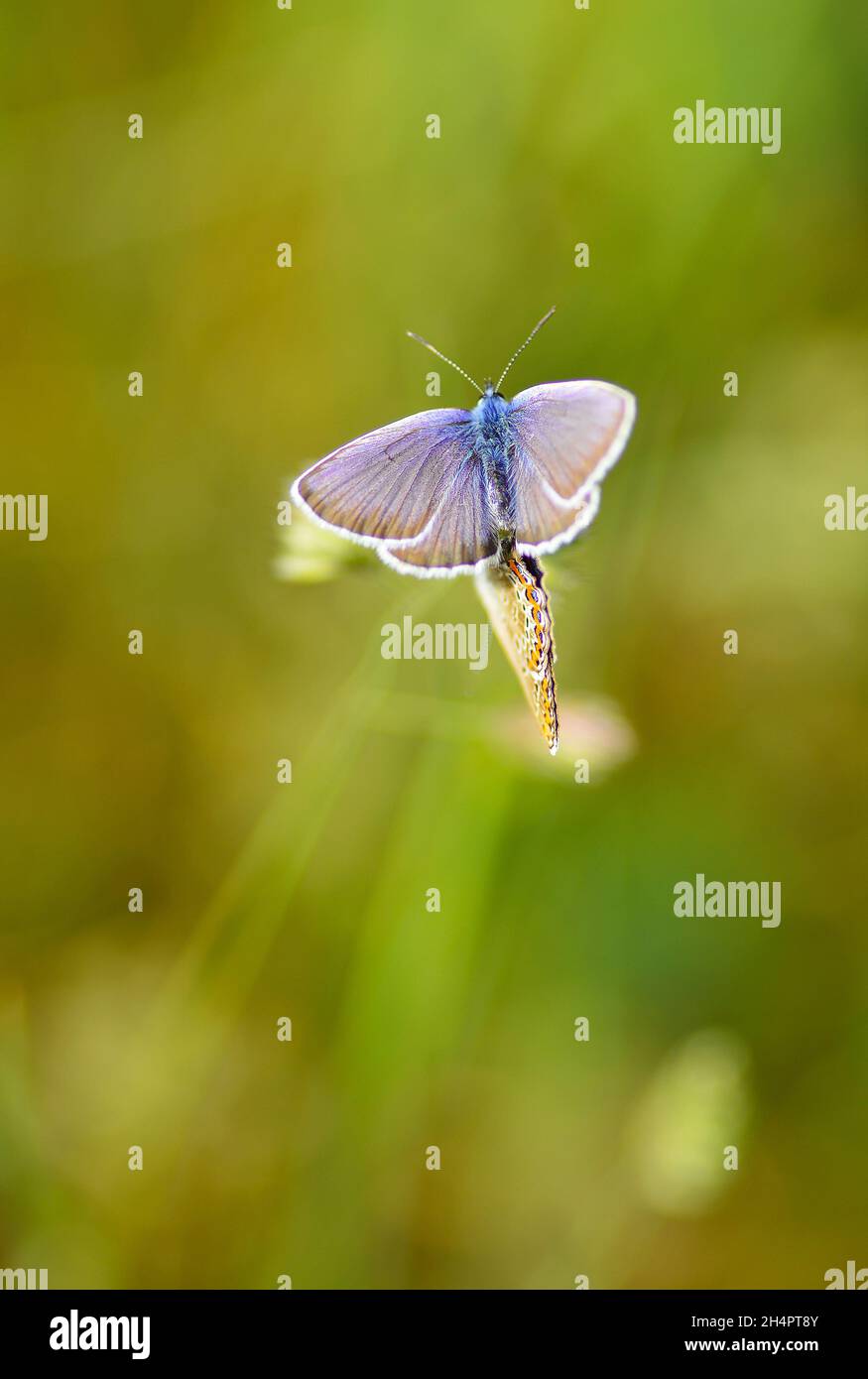 Insectar hi-res stock photography and images - Alamy