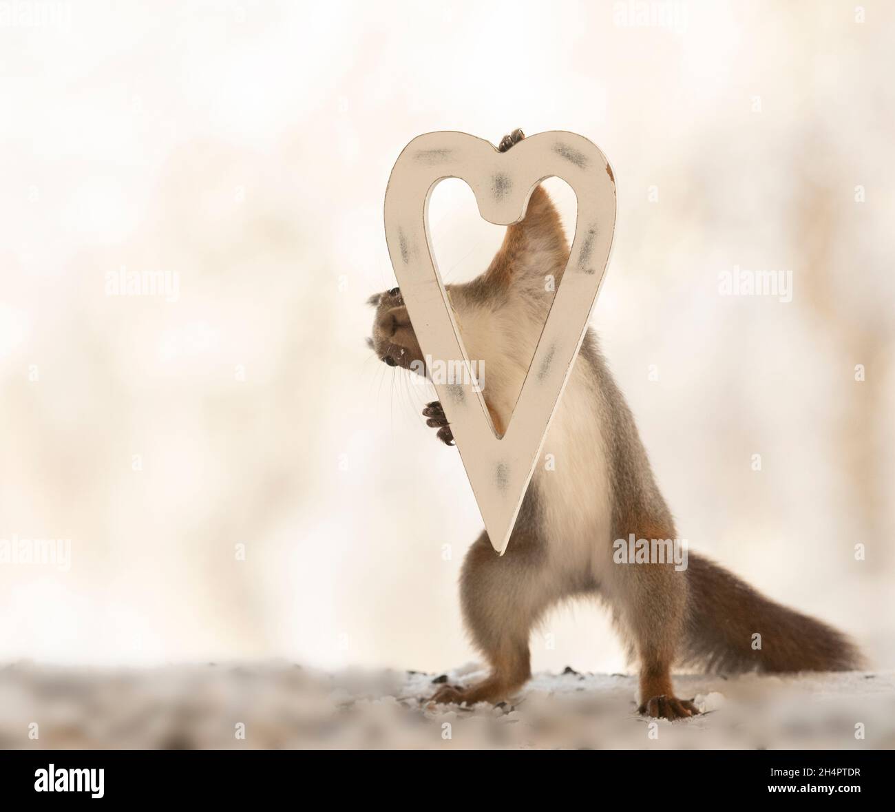 Squirrel holding heart hi-res stock photography and images - Alamy