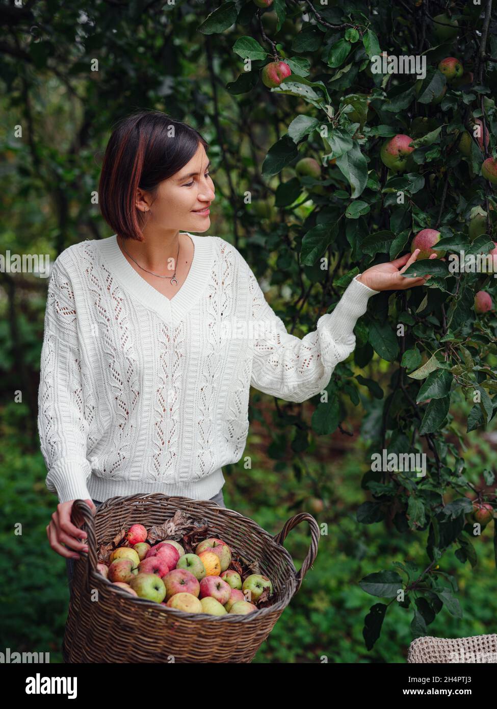 Apple orchard in greenhouse hi-res stock photography and images - Alamy