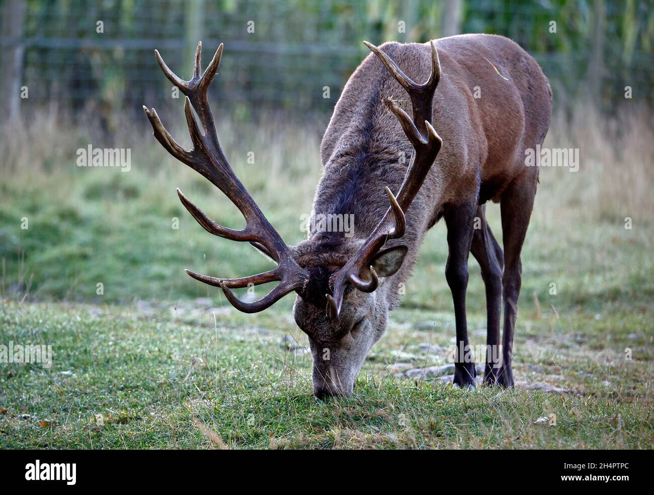 Sika deer uk stag rut hi-res stock photography and images - Alamy